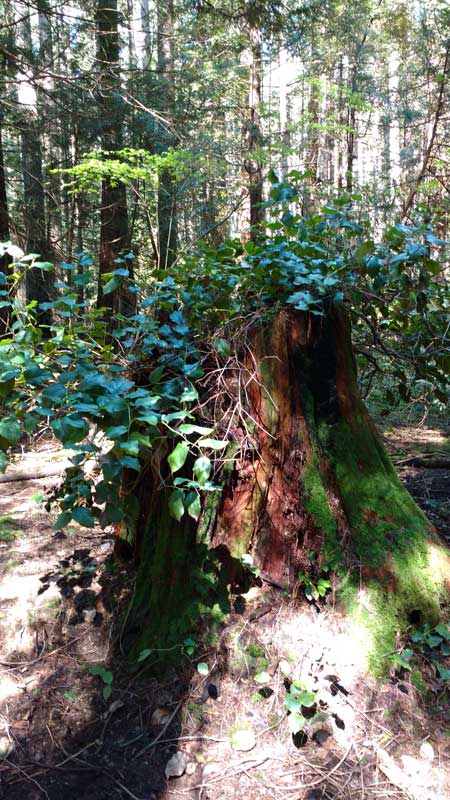 Vancouver’s ancient tree stumps with faces, New England’s stone walls ...